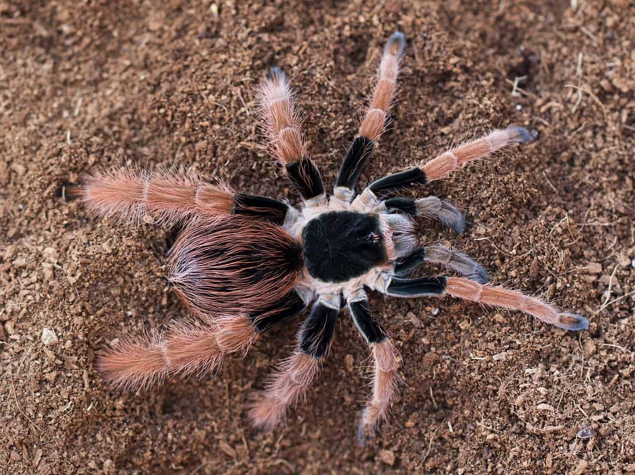12 Biggest Spiders In The World - The Wildlife Quest