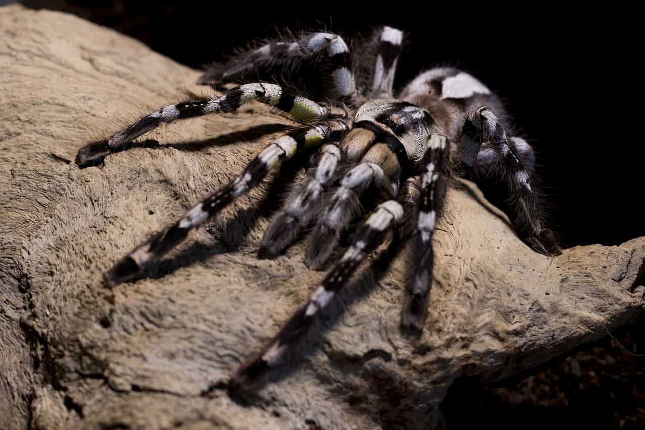 12 Biggest Spiders In The World - The Wildlife Quest