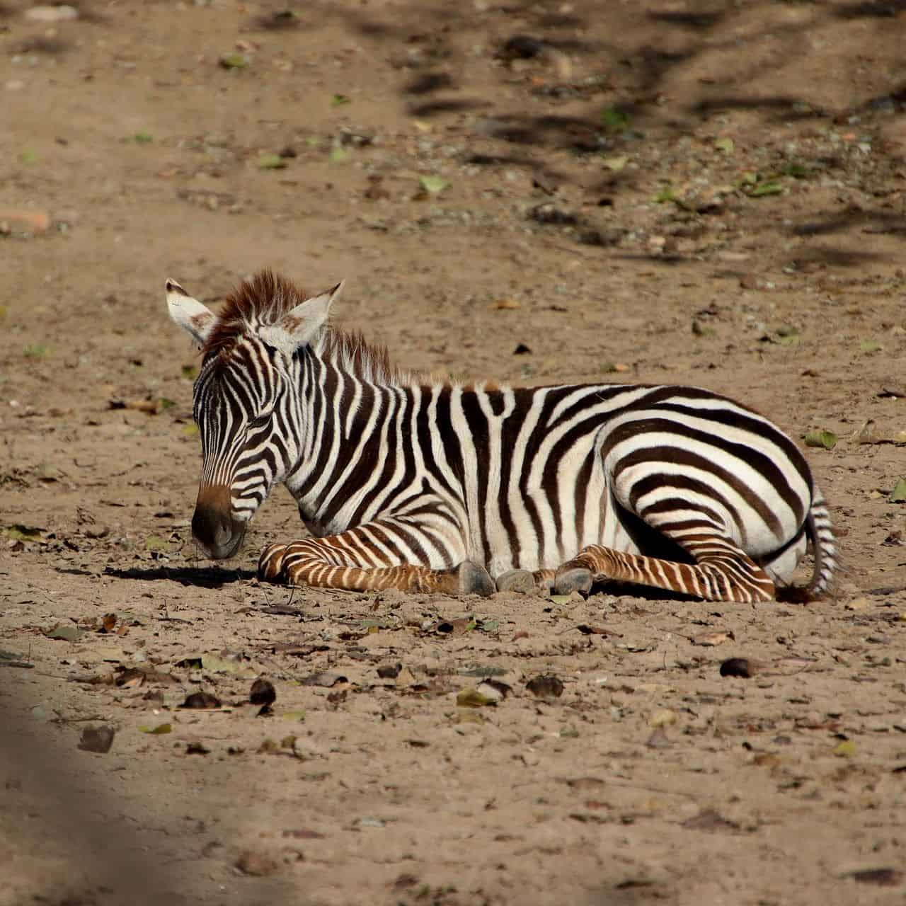 15 Extinct Animals: A Snapshot of Species Lost (So Far) - The Wildlife ...