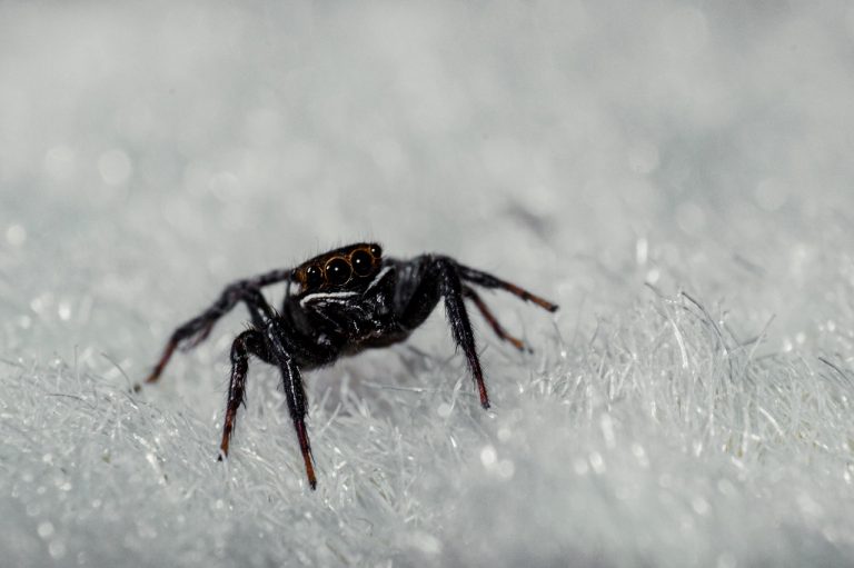 Flying Spiders: Habits, Facts, and Surprises - The Wildlife Quest