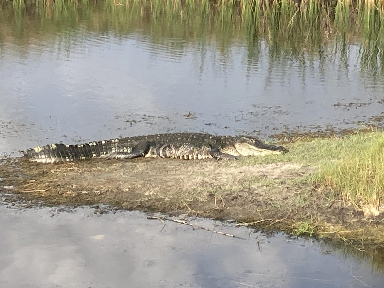 25 Animals That Live in Lakes: Unveiling the Hidden Wonders - The Wildlife Quest