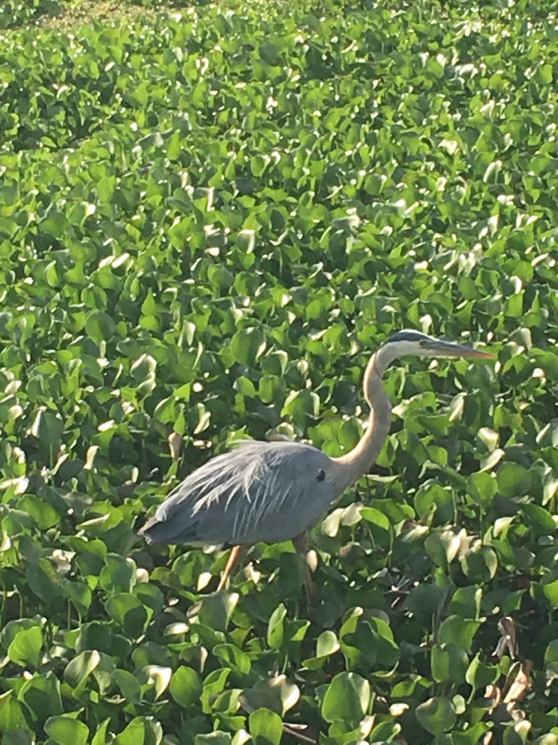 25 Animals That Live in Lakes: Unveiling the Hidden Wonders - The ...