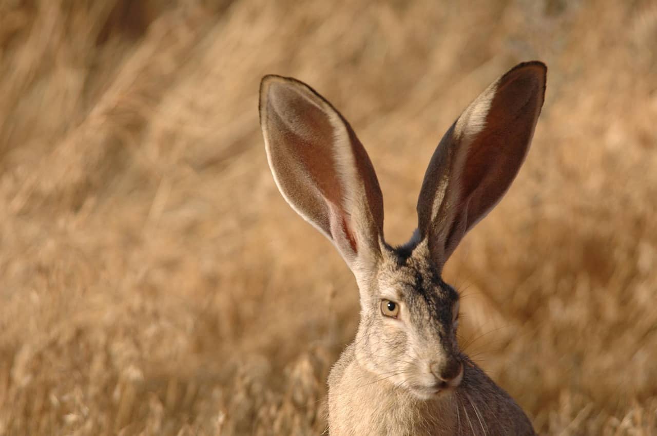 15 Delightful Desert Animals: Find Your Favorite! - The Wildlife Quest