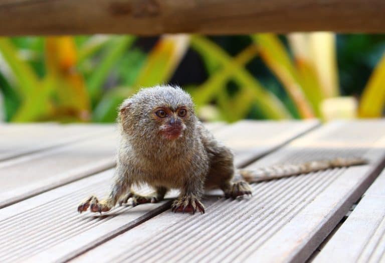 15 Cutest Animals In The World - The Wildlife Quest