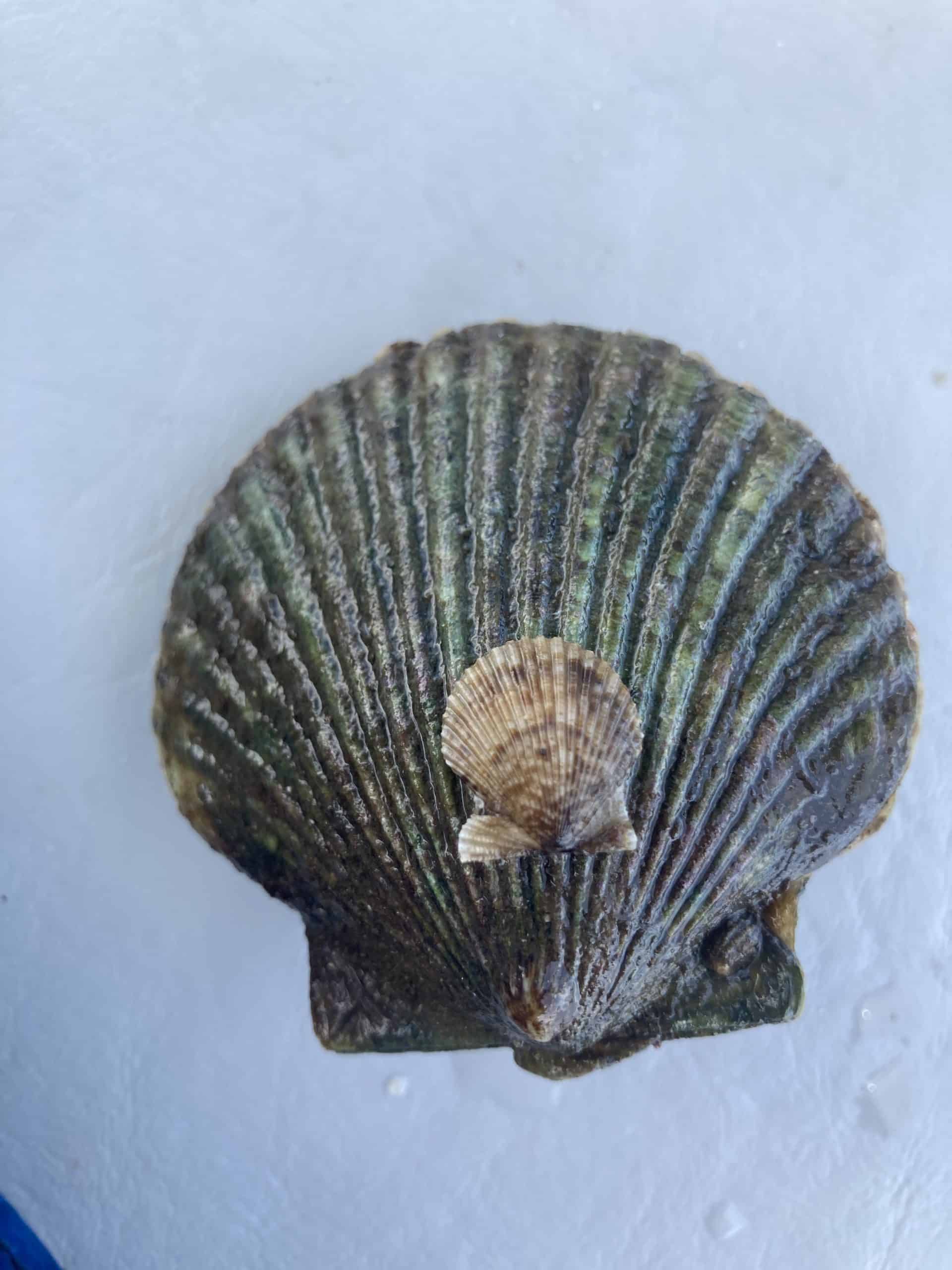 S for Animal: 30 Sensational Animals That Start With S - The Wildlife Quest