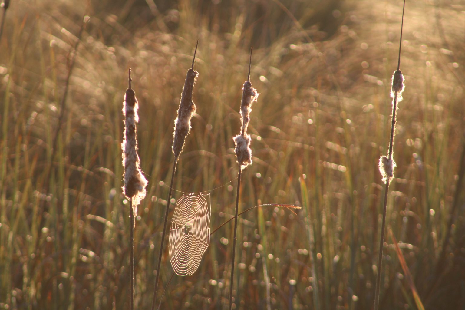 Flying Spiders: Habits, Facts, and Surprises - The Wildlife Quest