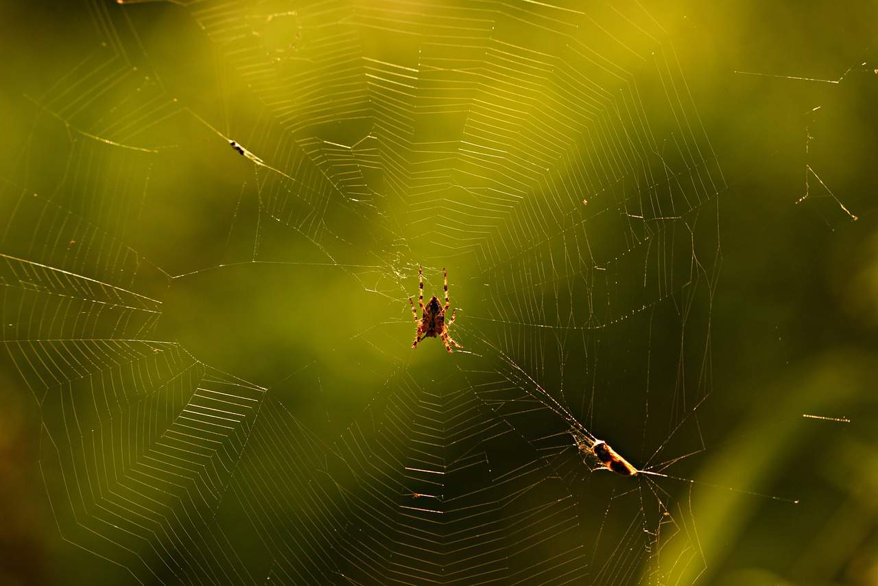 Flying Spiders: Habits, Facts, and Surprises - The Wildlife Quest