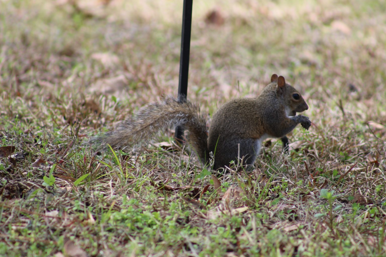 S for Animal: 30 Sensational Animals That Start With S - The Wildlife Quest