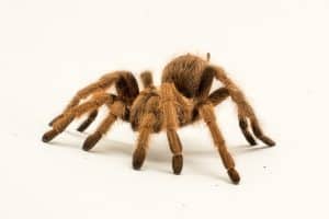 12 Biggest Spiders In The World - The Wildlife Quest