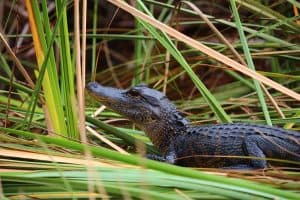 Alligators vs. Crocodiles: Key Differences, Facts, Pictures - The ...