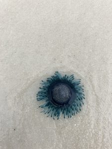 27 Blue Animals: Prepare to be Mesmerized! - The Wildlife Quest