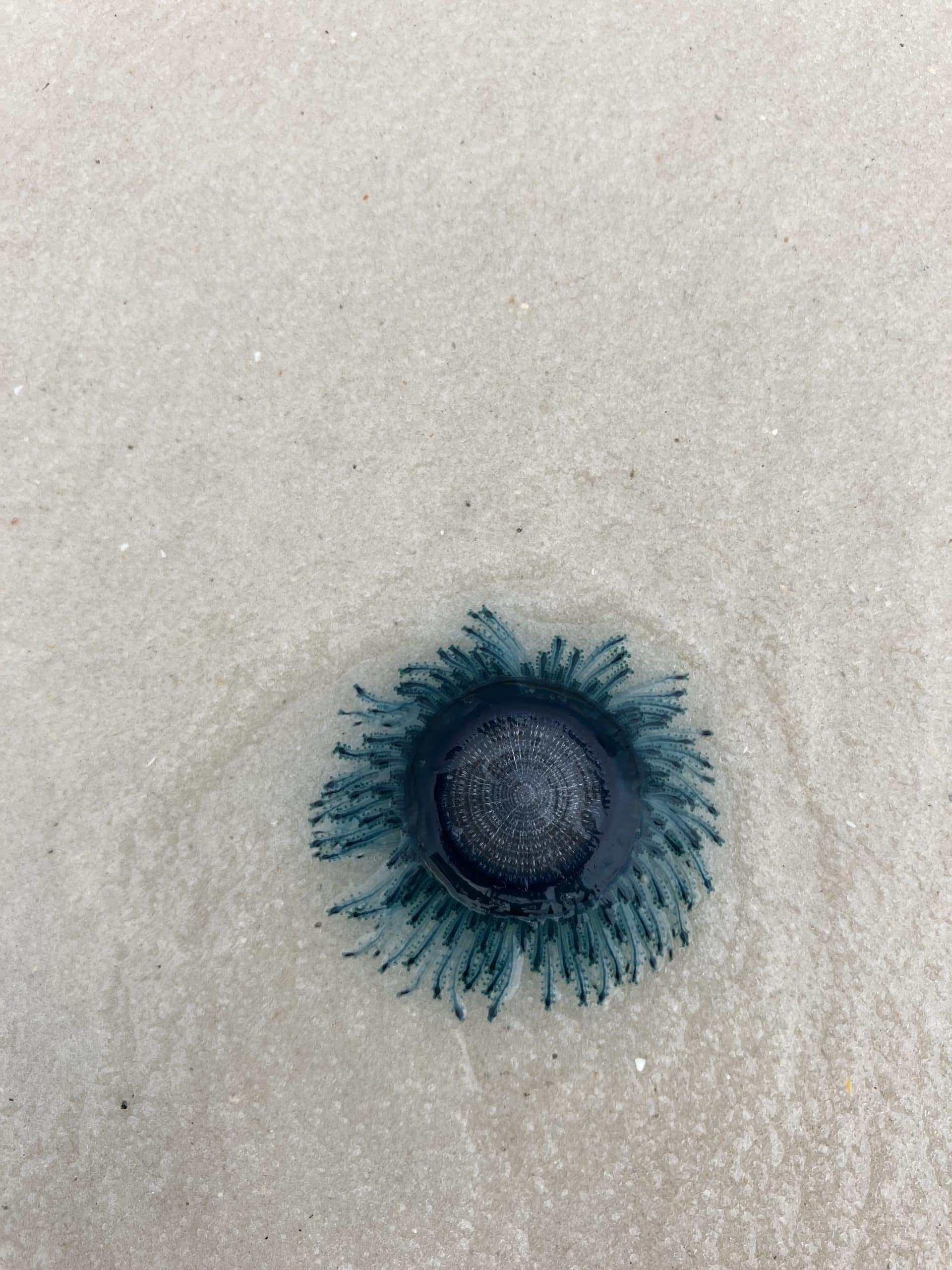 27 Blue Animals: Prepare to be Mesmerized! - The Wildlife Quest