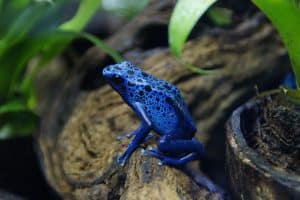 27 Blue Animals: Prepare to be Mesmerized! - The Wildlife Quest