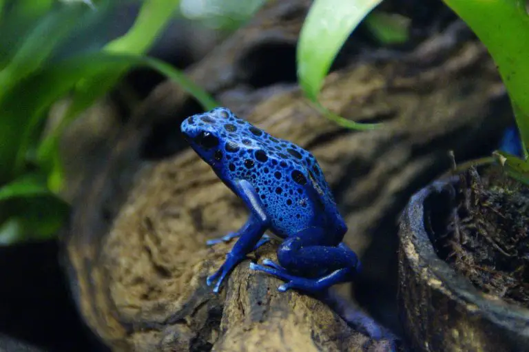 27 Blue Animals: Prepare to be Mesmerized! - The Wildlife Quest