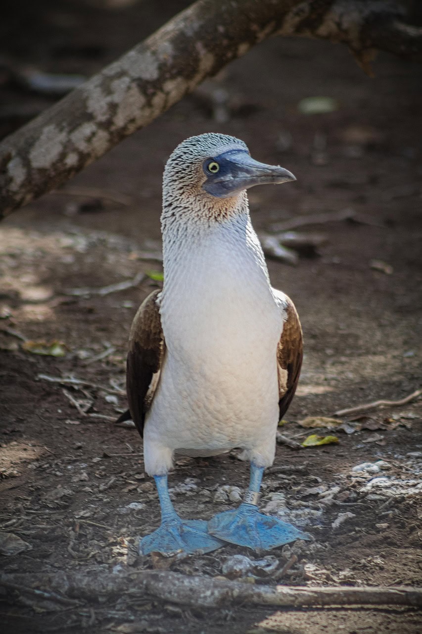 27 Blue Animals: Prepare to be Mesmerized! - The Wildlife Quest