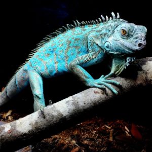 27 Blue Animals: Prepare to be Mesmerized! - The Wildlife Quest