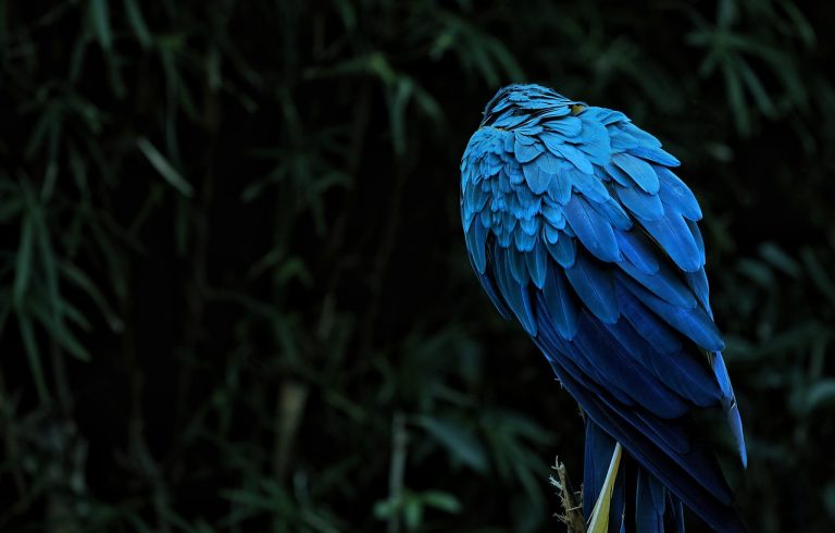27 Blue Animals: Prepare to be Mesmerized! - The Wildlife Quest