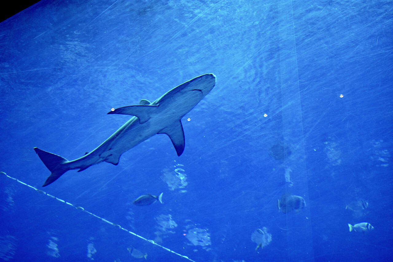 27 Blue Animals: Prepare to be Mesmerized! - The Wildlife Quest