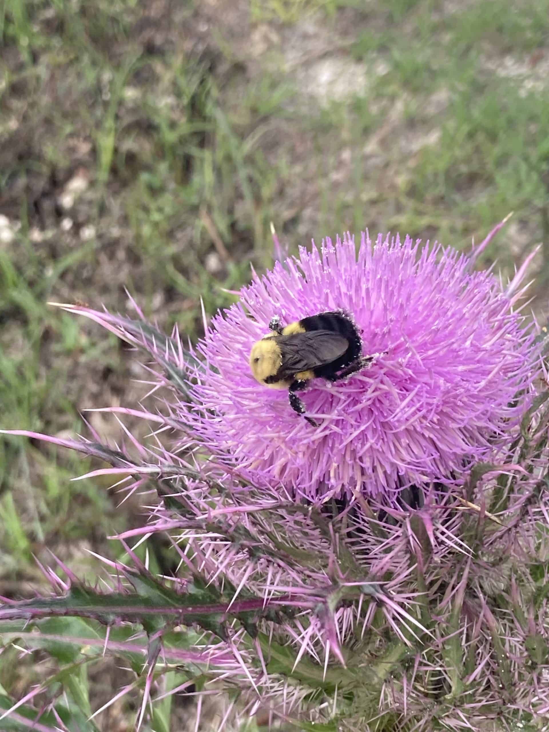 26 Beautiful Animals That Start With B - The Wildlife Quest