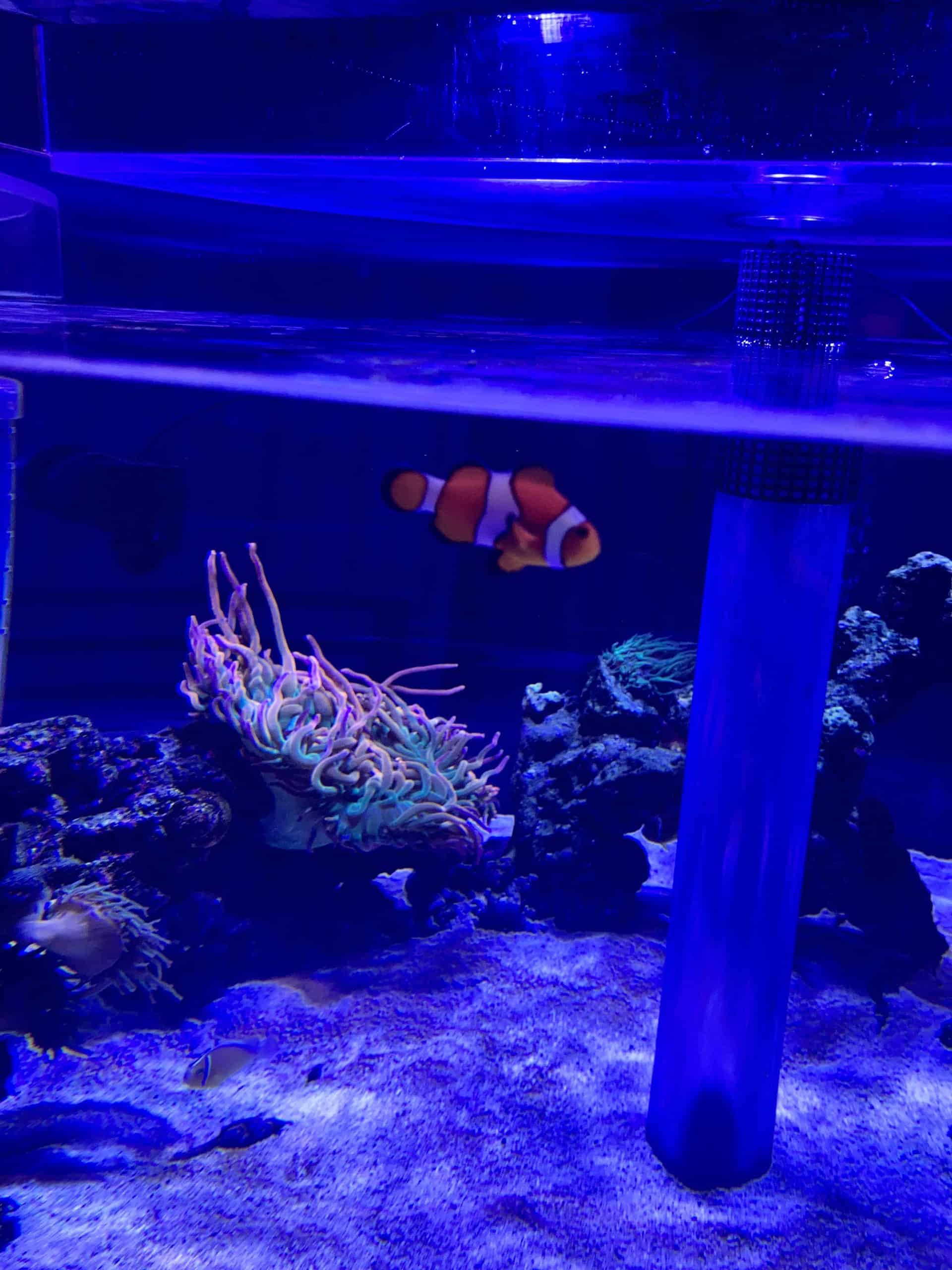 10 Cutest Fish in the World - The Wildlife Quest