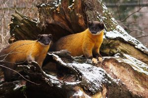 31 Animals That Start With M - The Wildlife Quest