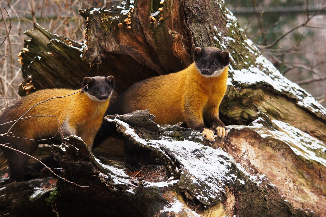 31 Animals That Start With M - The Wildlife Quest