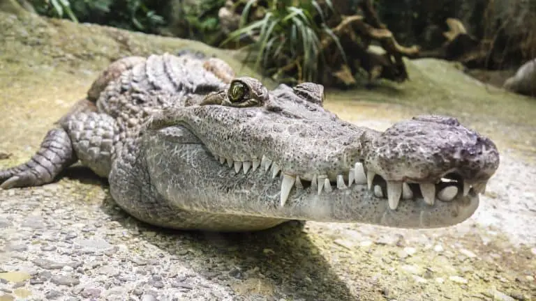 Alligators vs. Crocodiles: Key Differences, Facts, Pictures - The ...