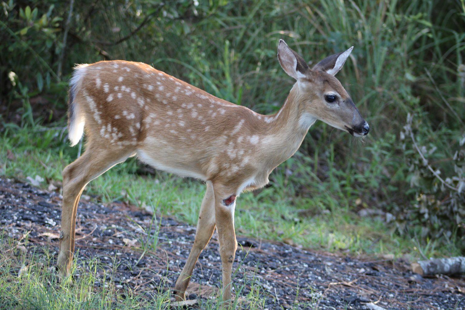 15 Fascinating Animals with D Names - The Wildlife Quest