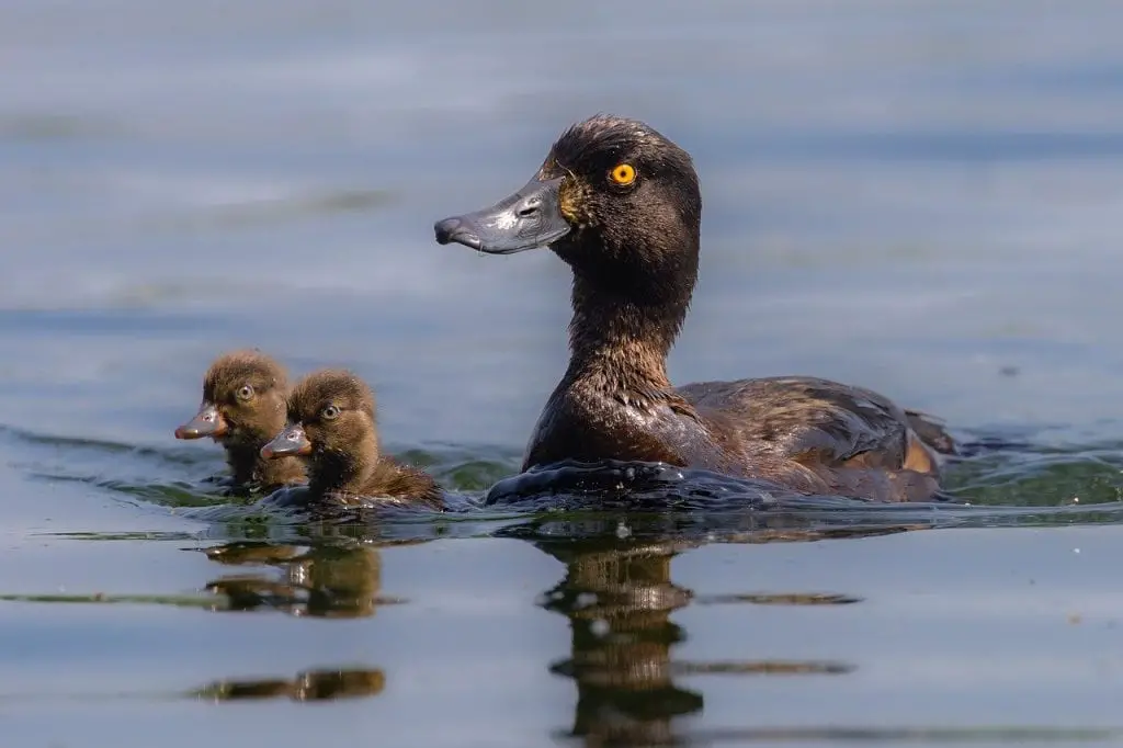 15 Fascinating Animals with D Names - The Wildlife Quest