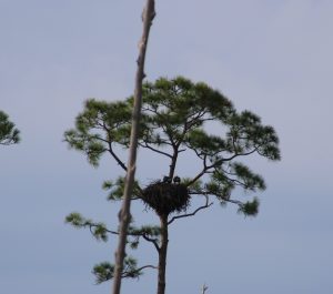 Bald Eagles Nesting: What You Want To Know - The Wildlife Quest