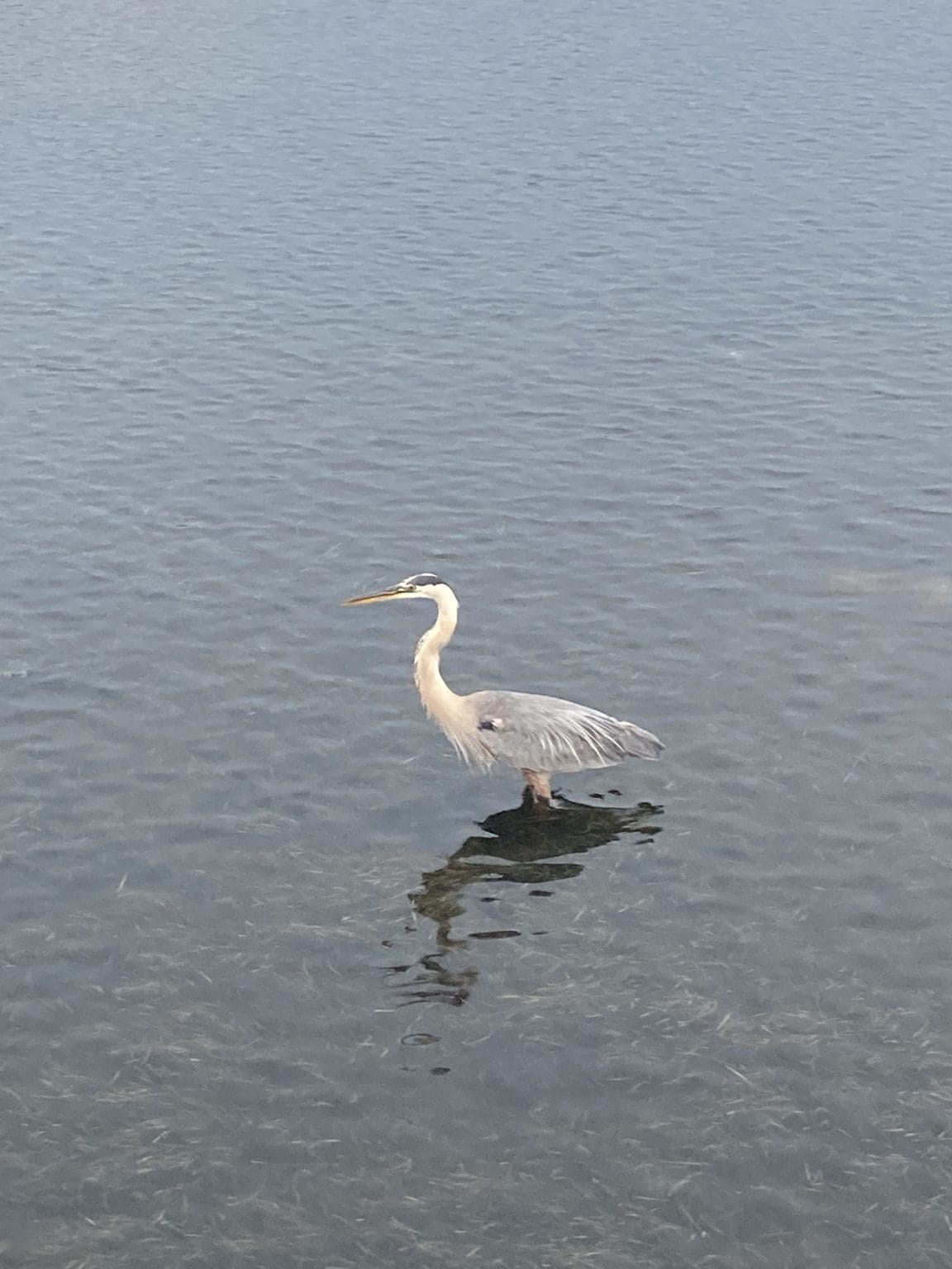 27 Blue Animals: Prepare to be Mesmerized! - The Wildlife Quest