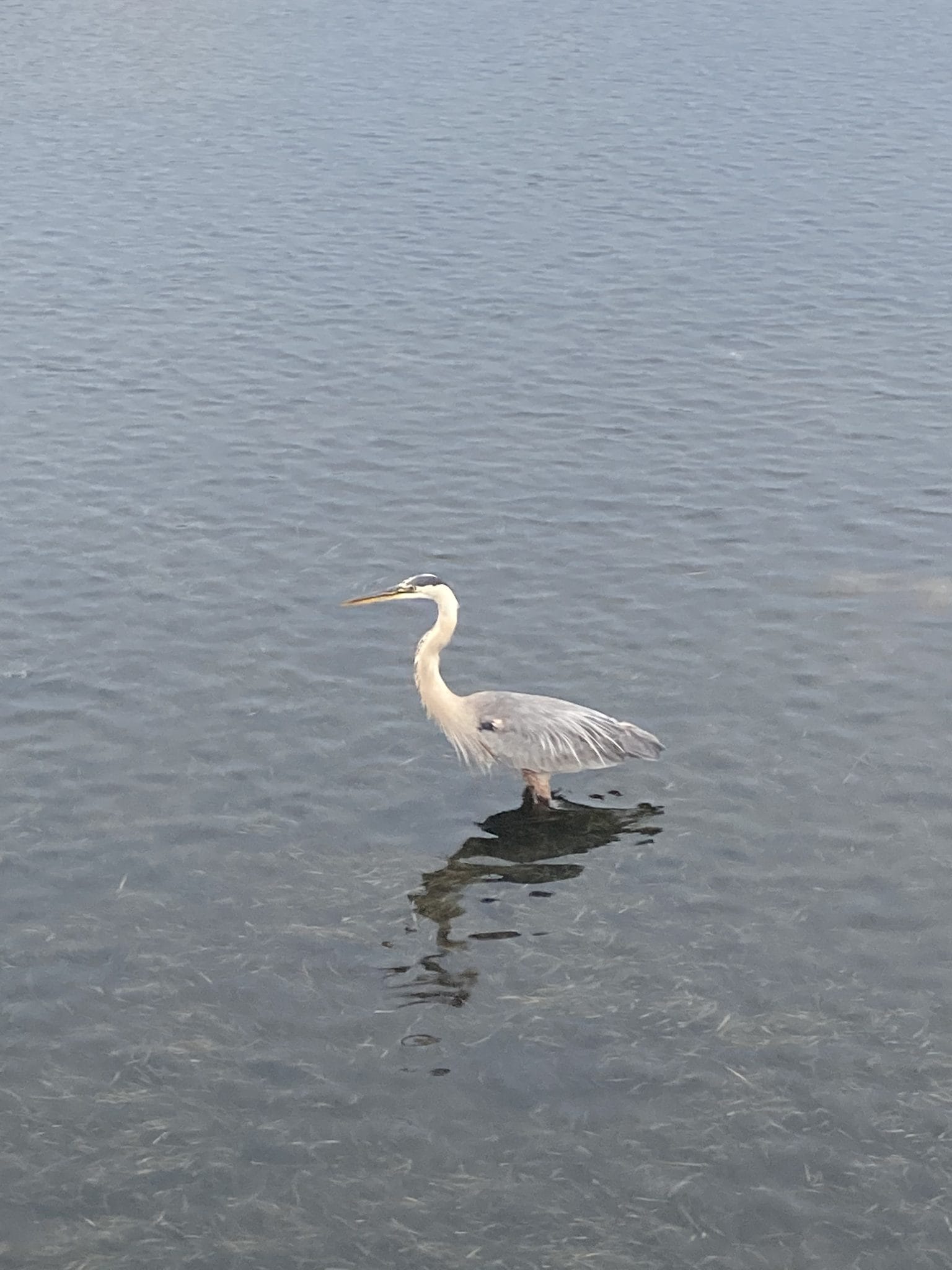 27 Blue Animals: Prepare to be Mesmerized! - The Wildlife Quest