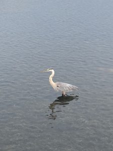 27 Blue Animals: Prepare to be Mesmerized! - The Wildlife Quest