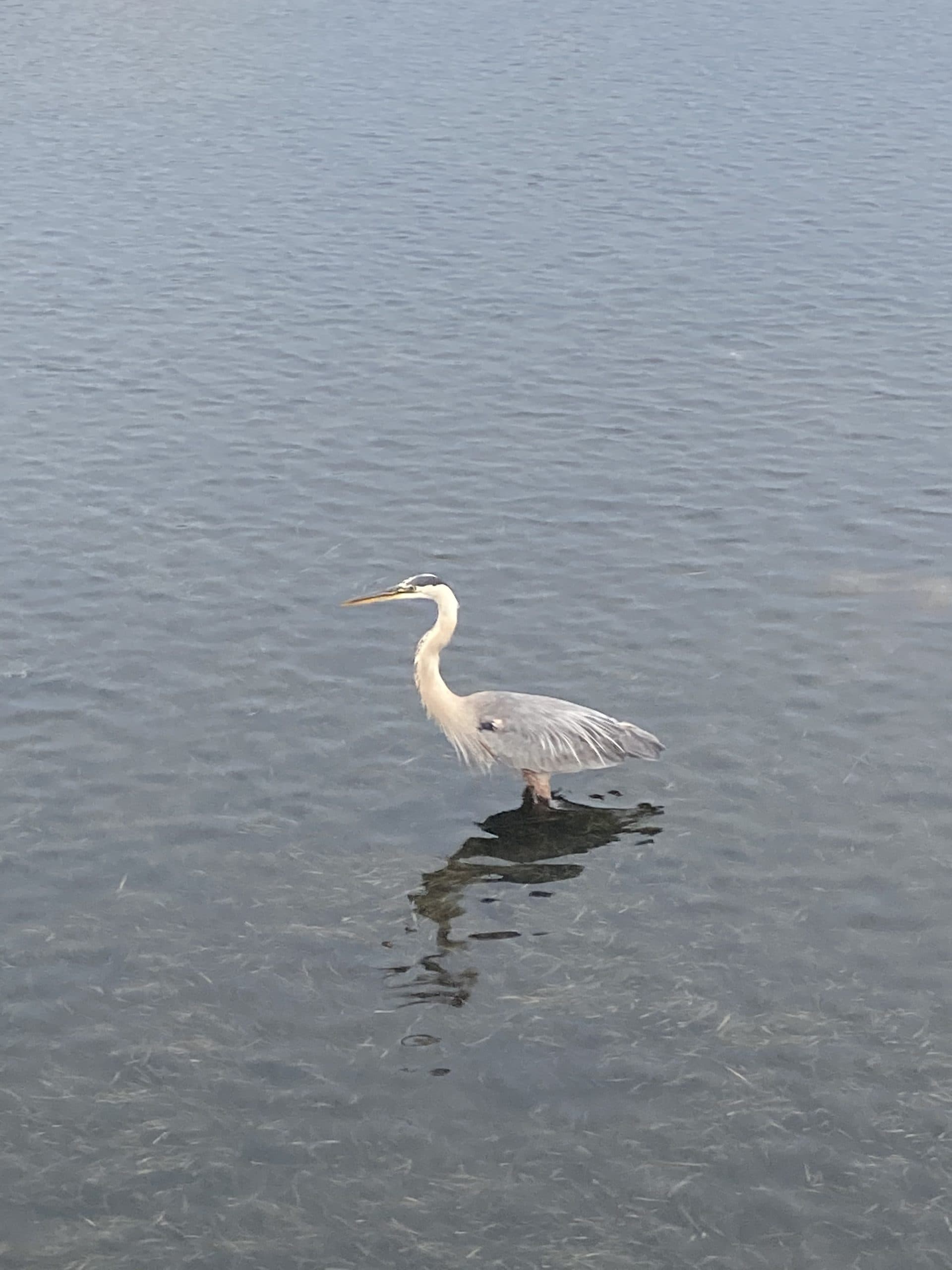 27 Blue Animals: Prepare to be Mesmerized! - The Wildlife Quest