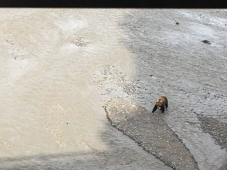 20 Animals That Hibernate - The Wildlife Quest