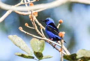 27 Blue Animals: Prepare to be Mesmerized! - The Wildlife Quest