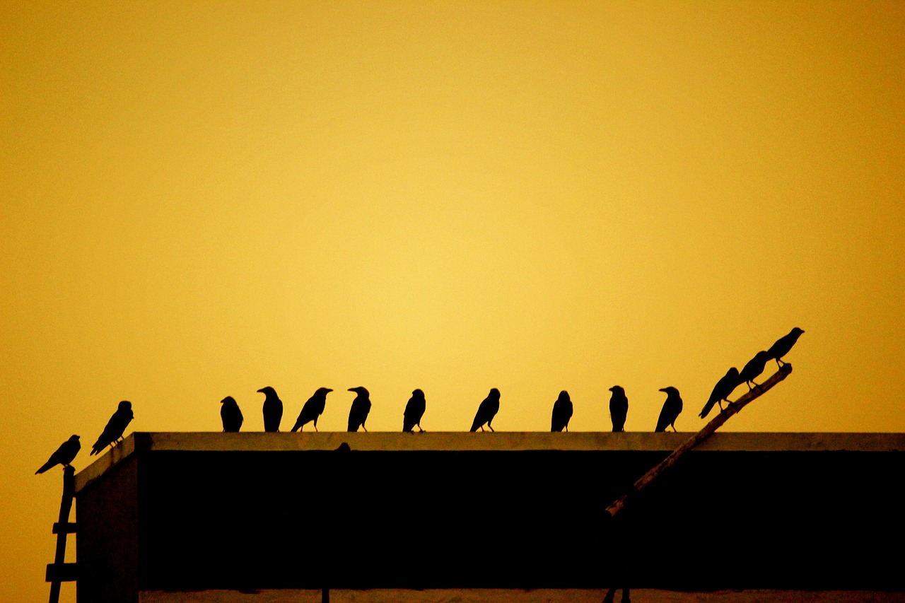 What Is A Group Of Crows Called? Everything You Need To Know - The ...