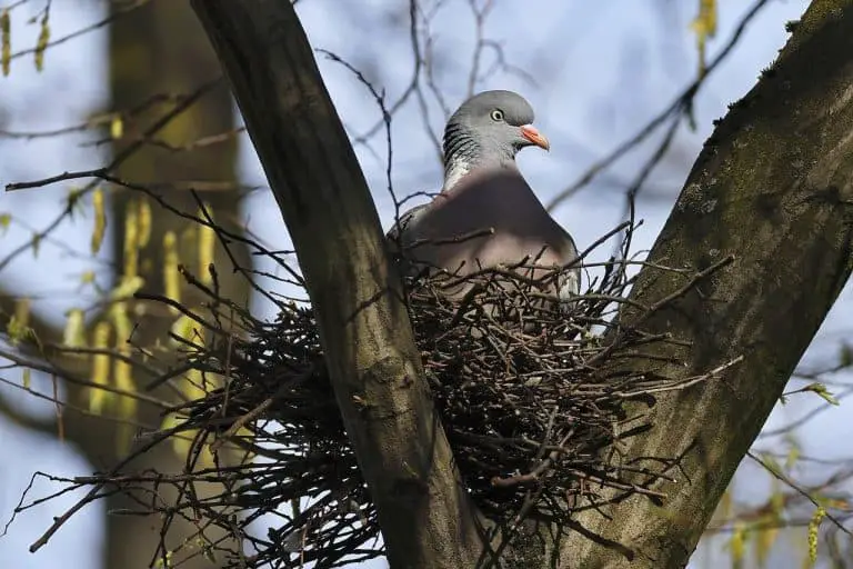 Pigeons Nesting: Exploring From Rooftops to Cliffs - The Wildlife Quest