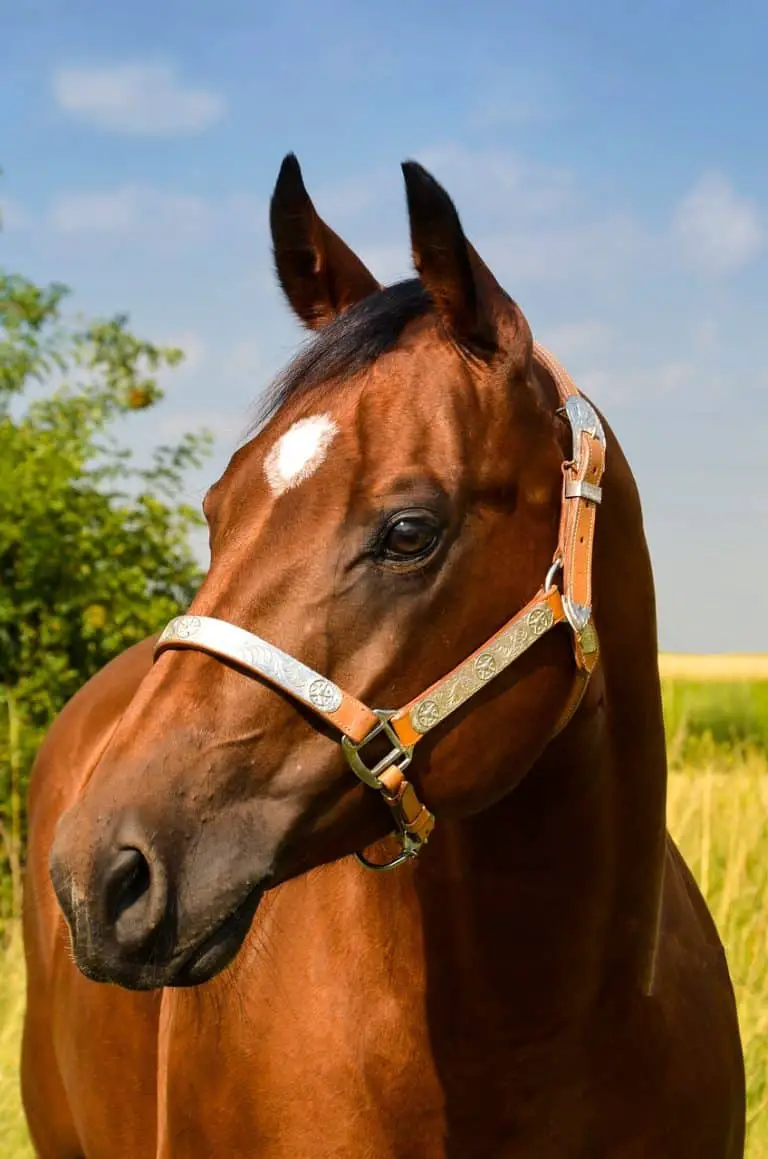 23 Animals That Start With Q: Quite Beautiful! - The Wildlife Quest