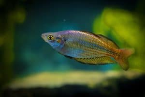 10 Cutest Fish in the World - The Wildlife Quest