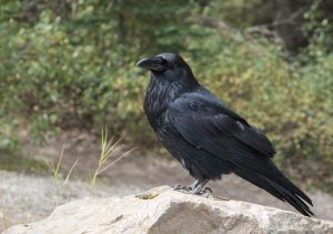 What Is A Group of Ravens Called? Everything You Need to Know - The ...