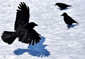 What Is A Group of Ravens Called? Everything You Need to Know - The ...