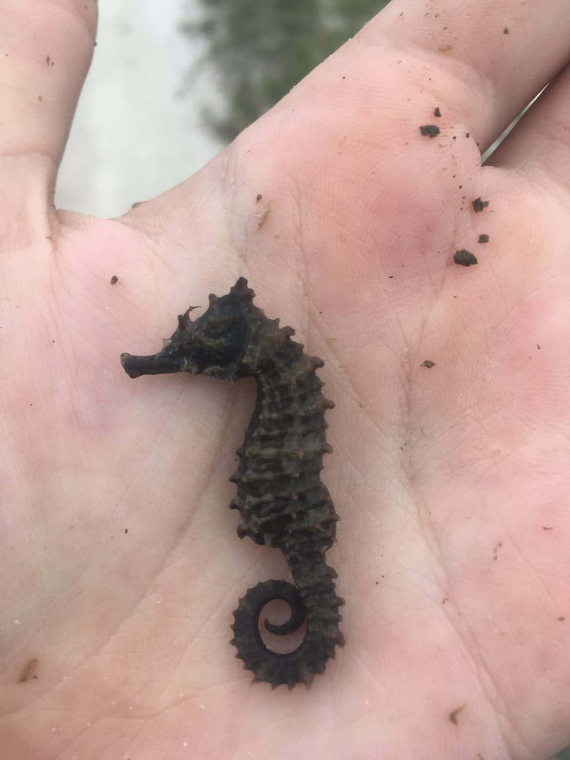 10 Cutest Fish in the World - The Wildlife Quest