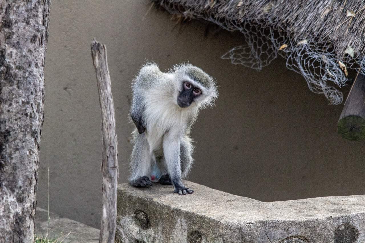 30 Animals That Start with V: Venture into the Animal Kingdom! - The ...