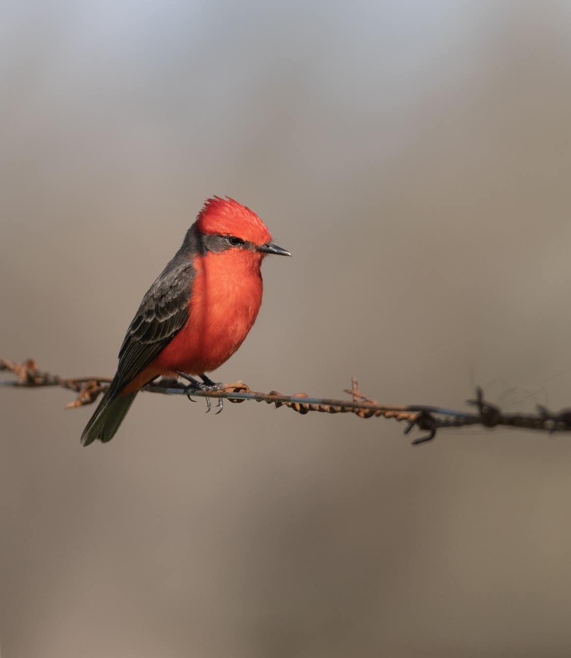 30 Animals That Start with V: Venture into the Animal Kingdom! - The ...