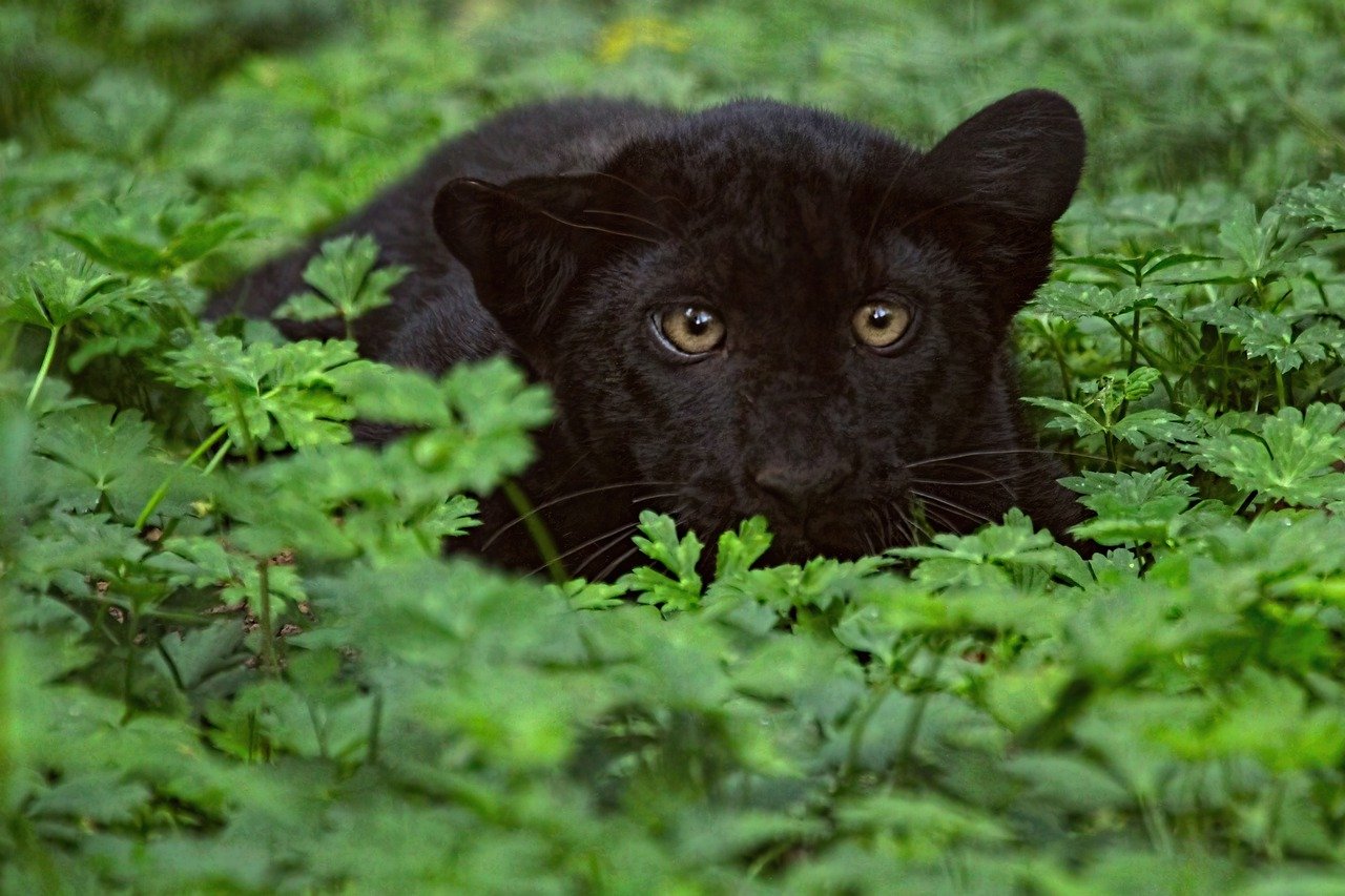 21 Black Animals: Explore Dark Beauty in Nature - The Wildlife Quest