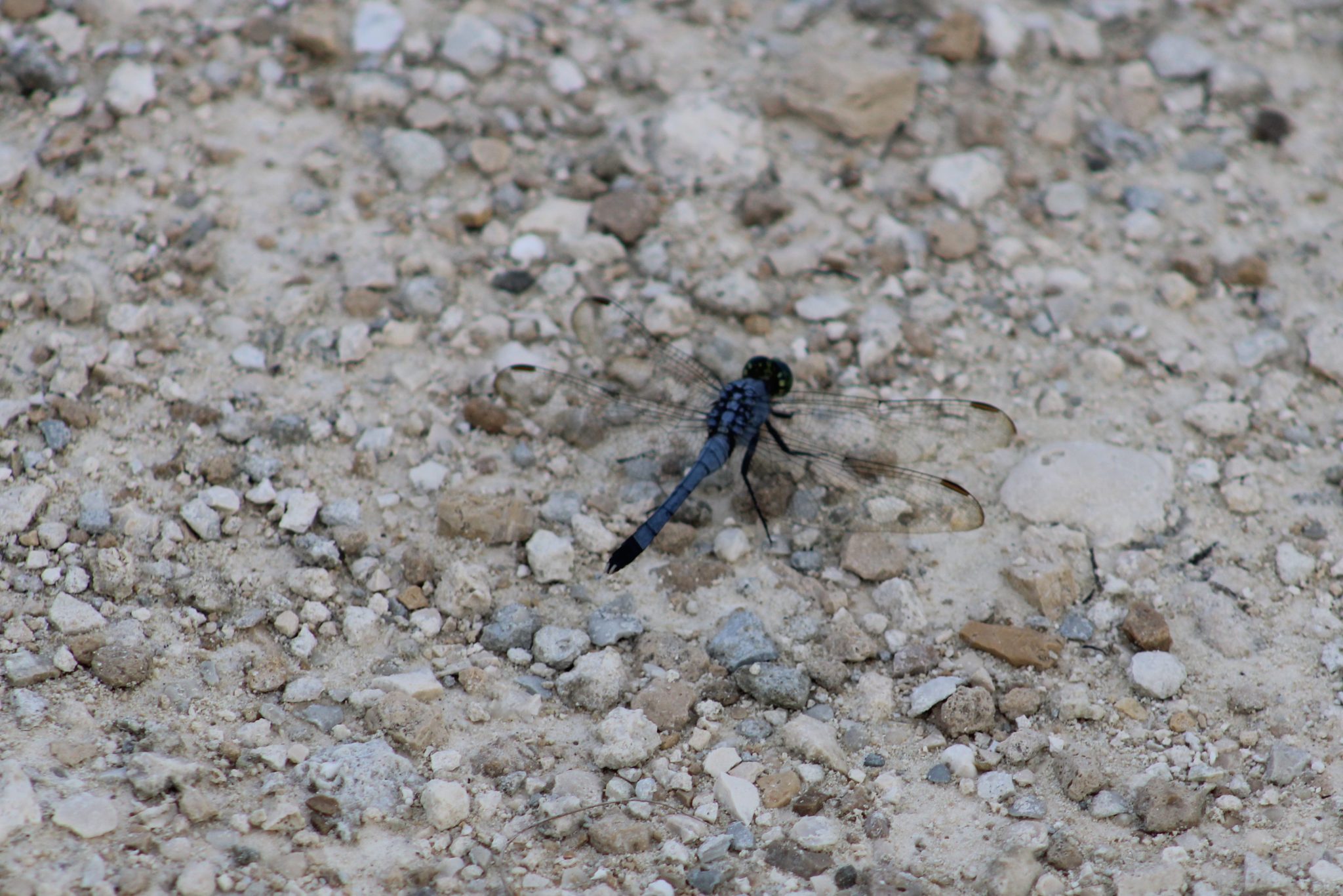 27 Blue Animals: Prepare to be Mesmerized! - The Wildlife Quest