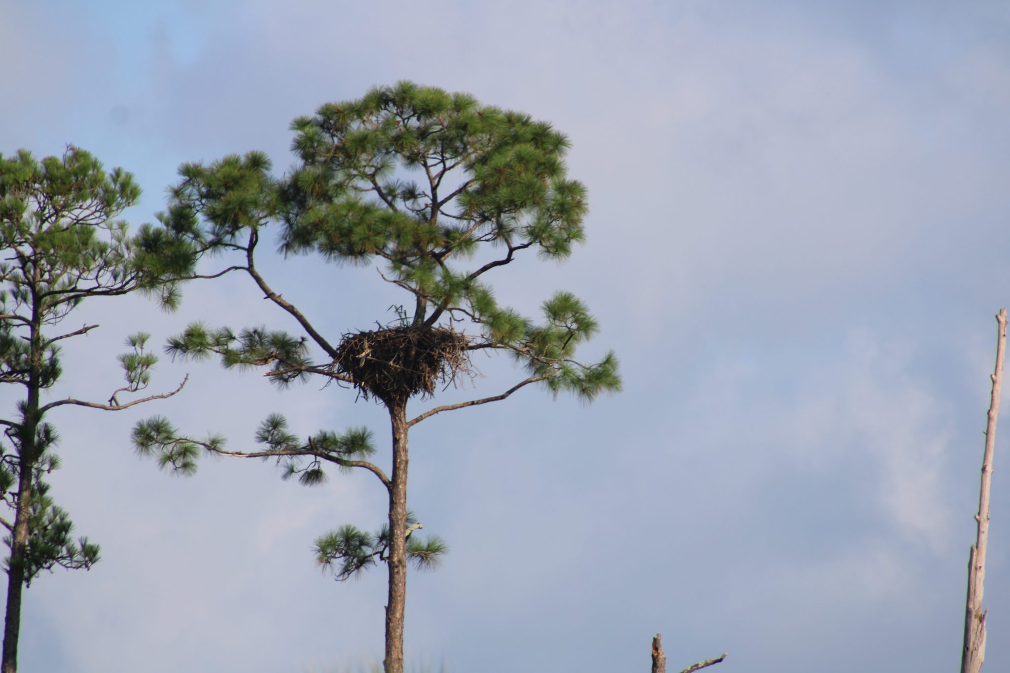 Bald Eagles Nesting: What You Want To Know - The Wildlife Quest