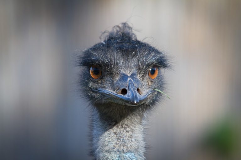 Baby Emus: Everything You Need to Know - The Wildlife Quest