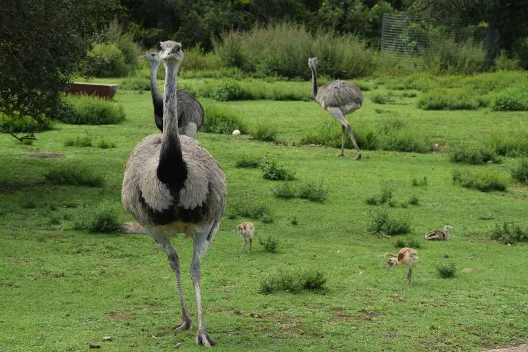 Baby Emus: Everything You Need to Know - The Wildlife Quest